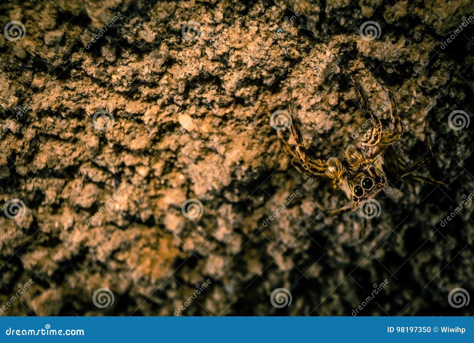 Jumper Spider Camouflage stock photo. Image of beauty - 98197350