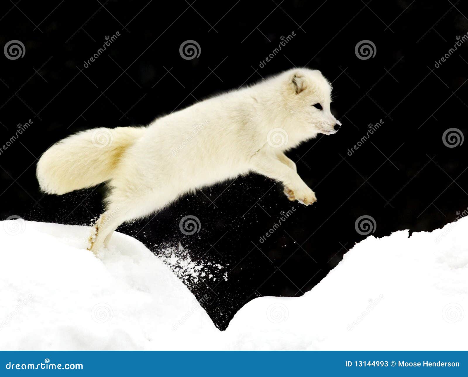 Jumping Arctic Fox stock image. Image of alopex, triple - 13144993