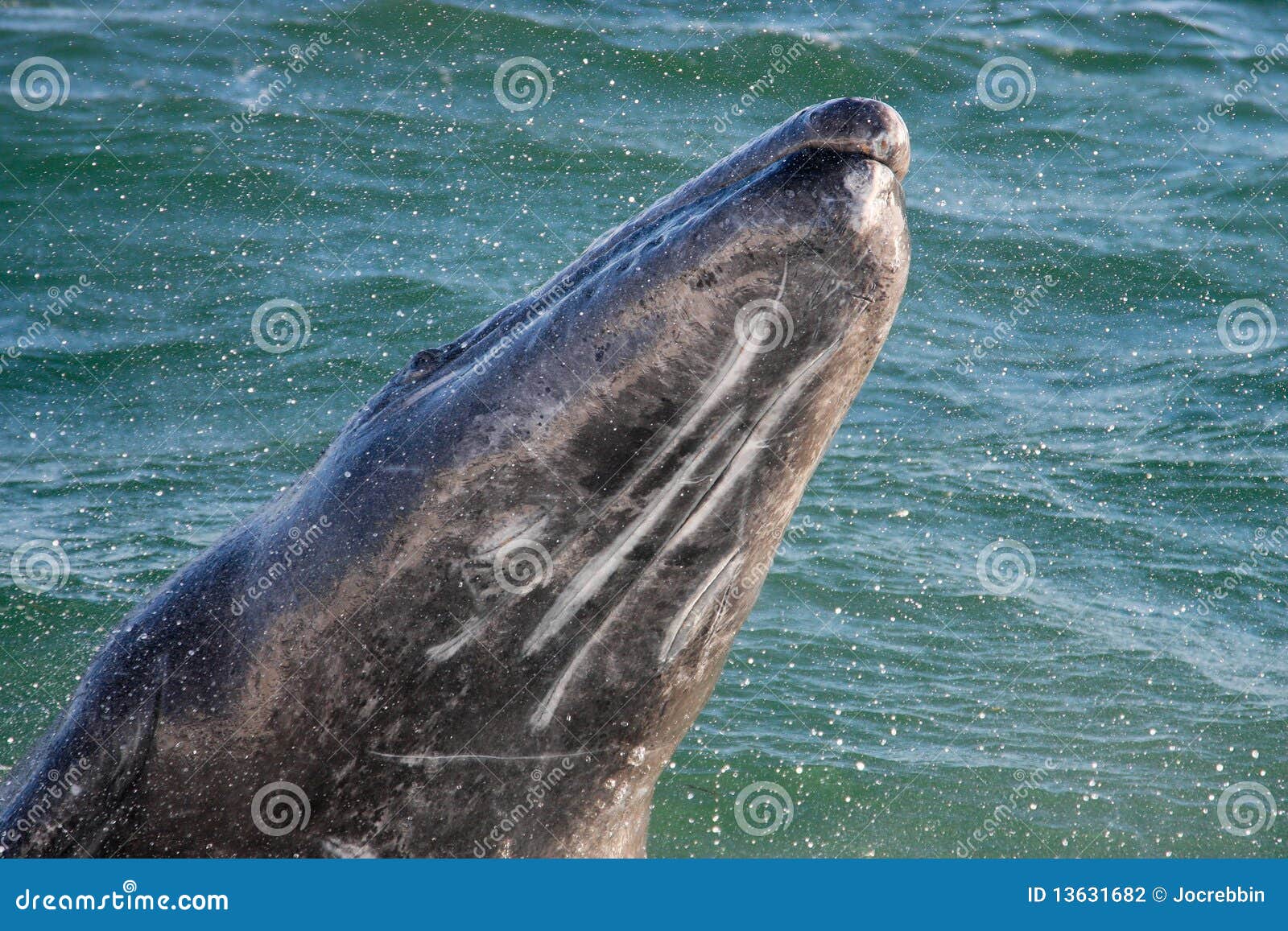 Jumping baby gray whale stock photo. Image of bumps, mammal - 13631682