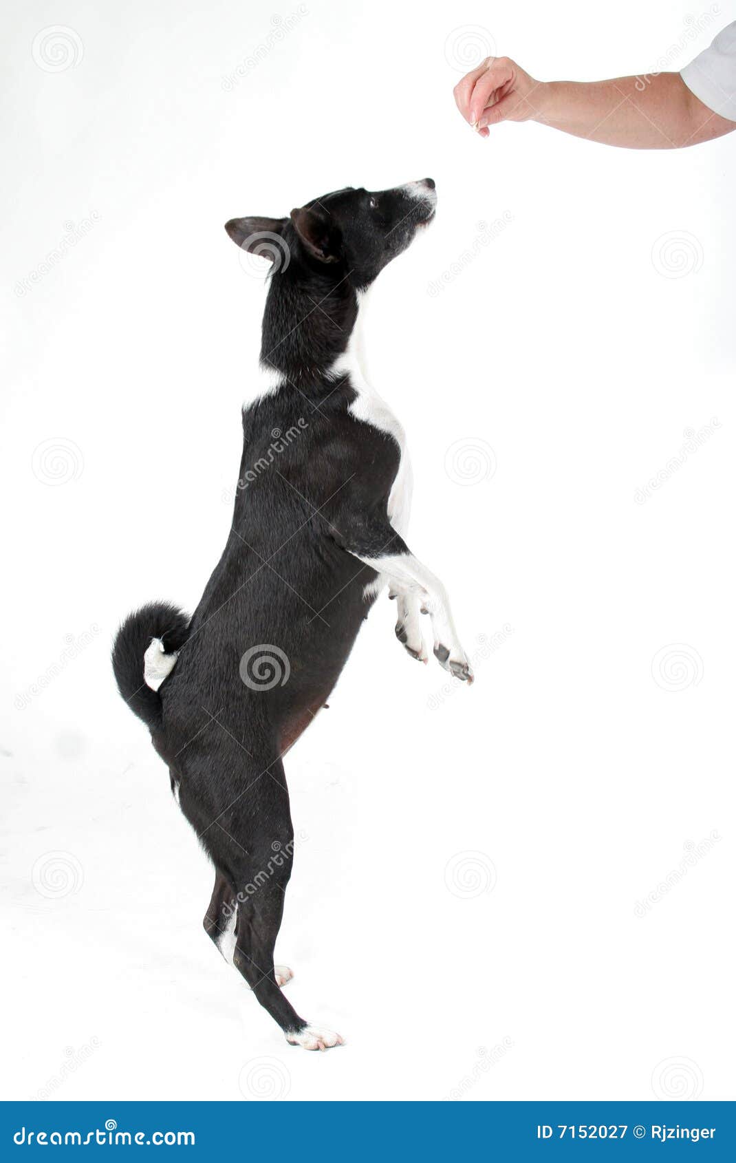 252 Basenji Jumping Stock Photos - Free & Royalty-Free Stock Photos ...