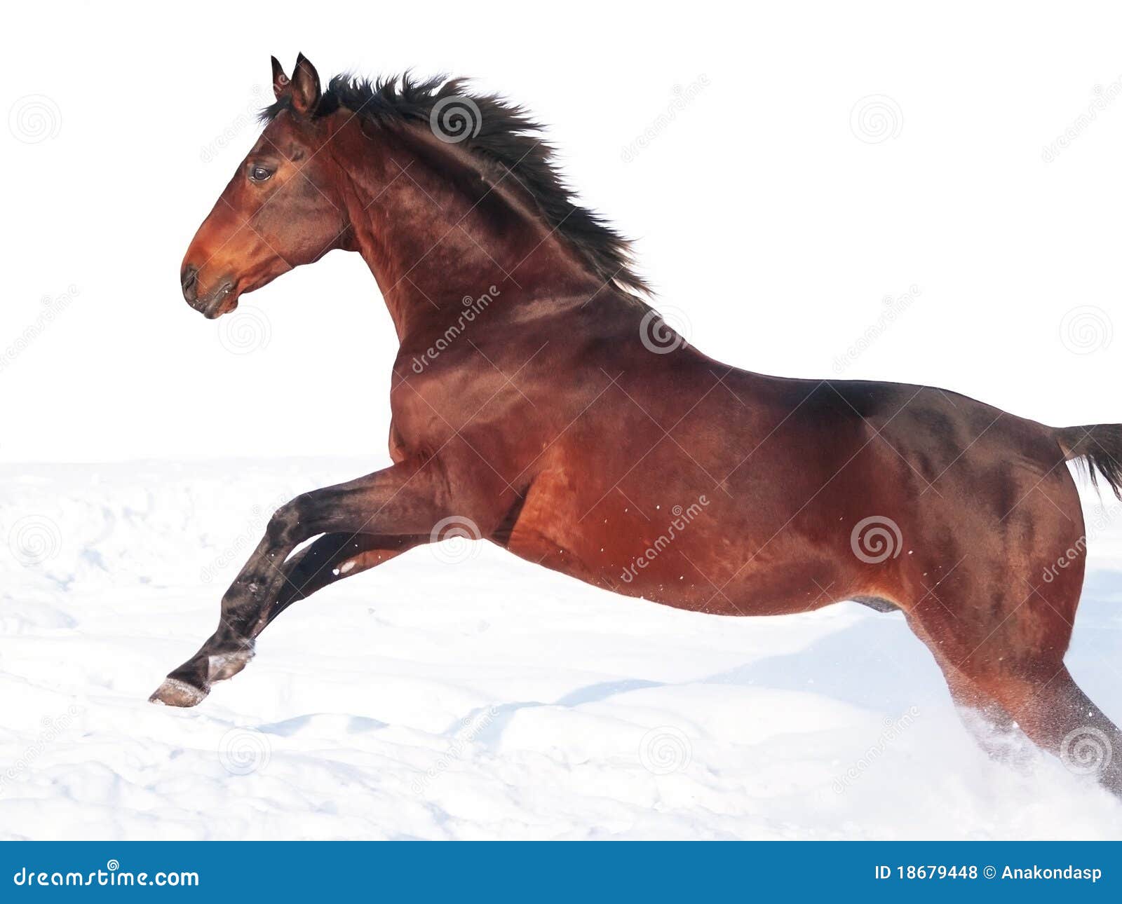 Jumping Bay Horse at Freedom Stock Photo - Image of equine, outdoor ...