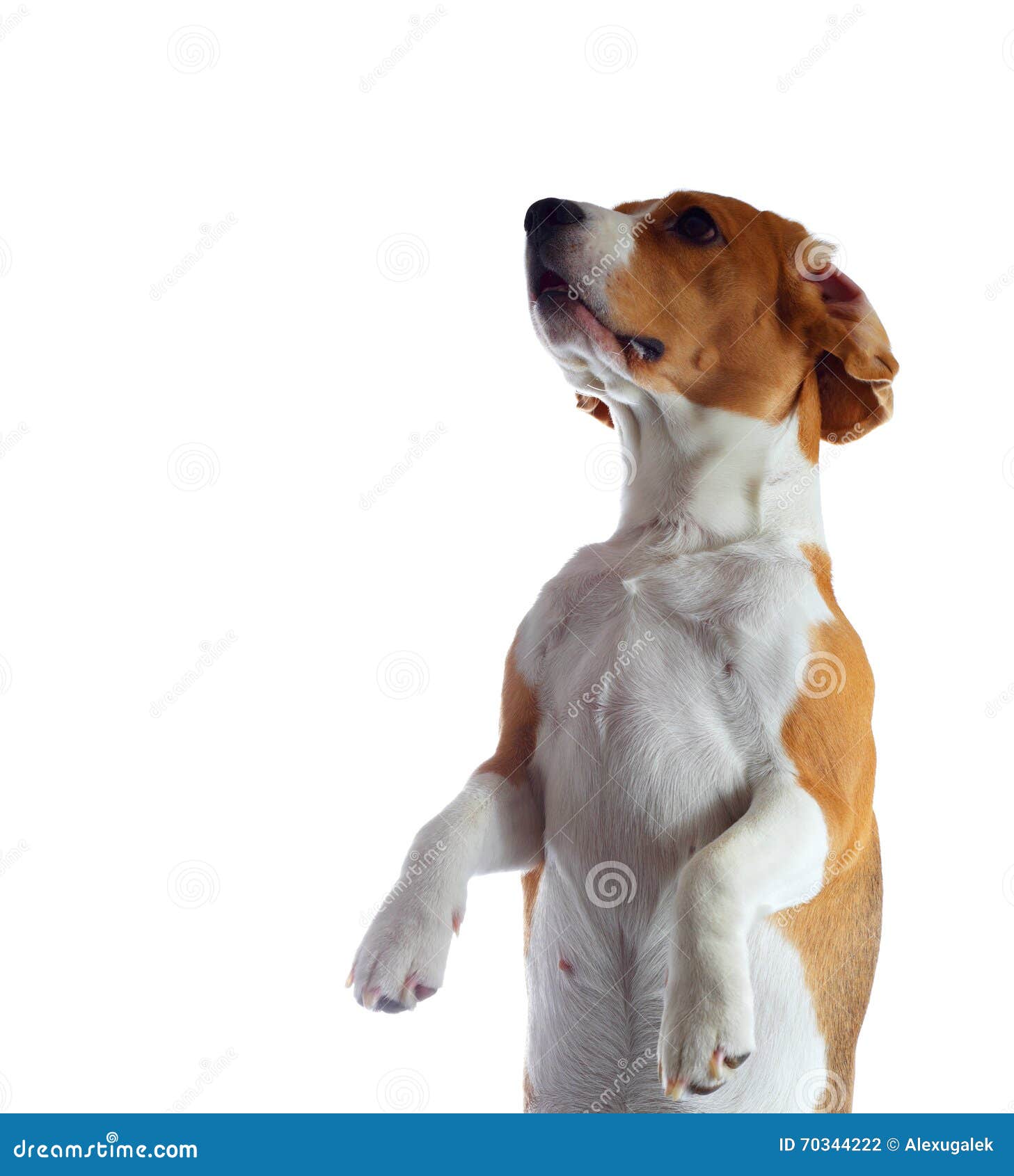 Jumping Beagle Dog Isolated on White Stock Photo - Image of hound ...