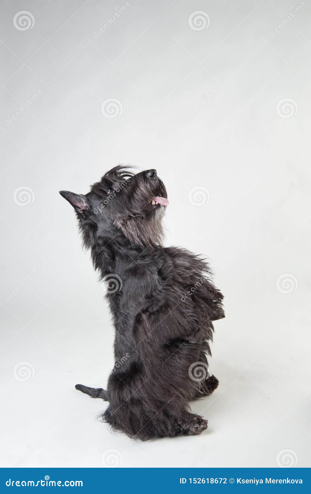 Jumping Begging Scottish Terrier on White Background Stock Photo ...