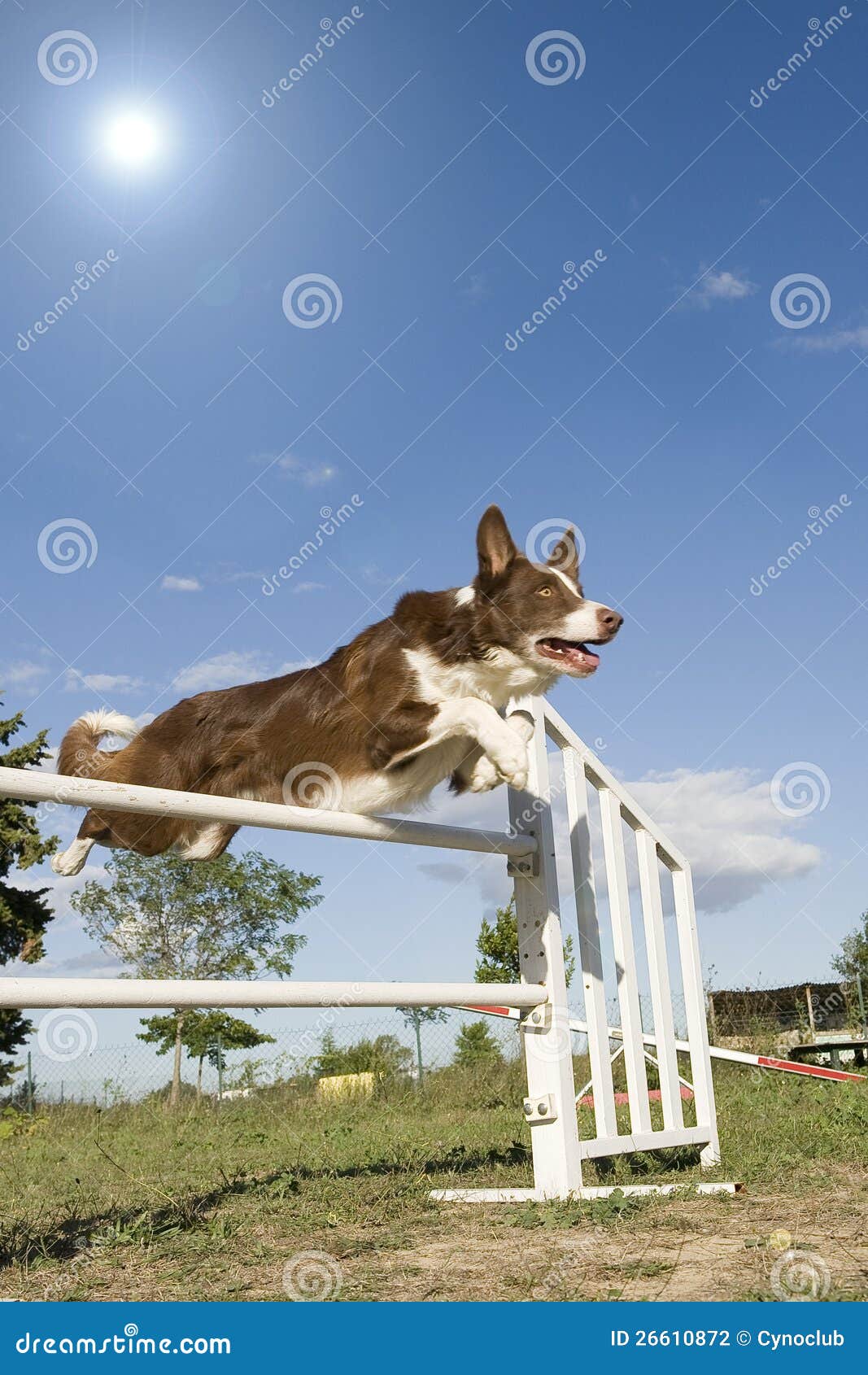 Jumping border collie stock photo. Image of training - 26610872