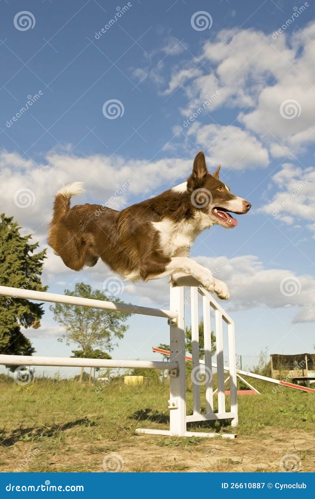 Jumping border collie stock image. Image of outdoors - 26610887