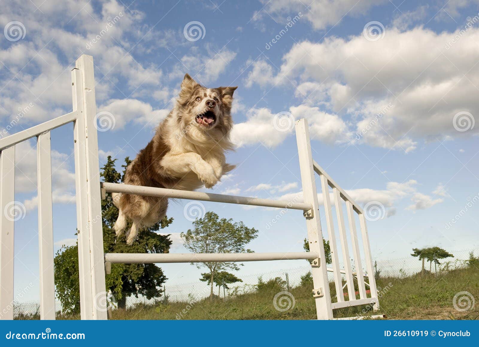 Jumping border collie stock image. Image of border, cloud - 26610919