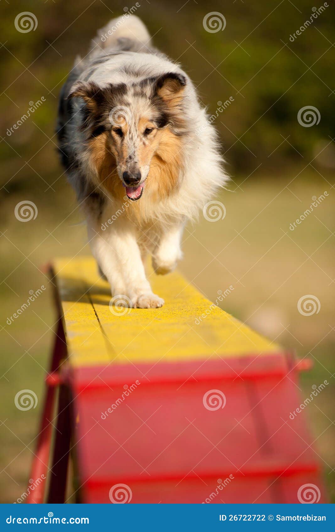 Jumping Border Collie on Agility Course Stock Photo - Image of ...