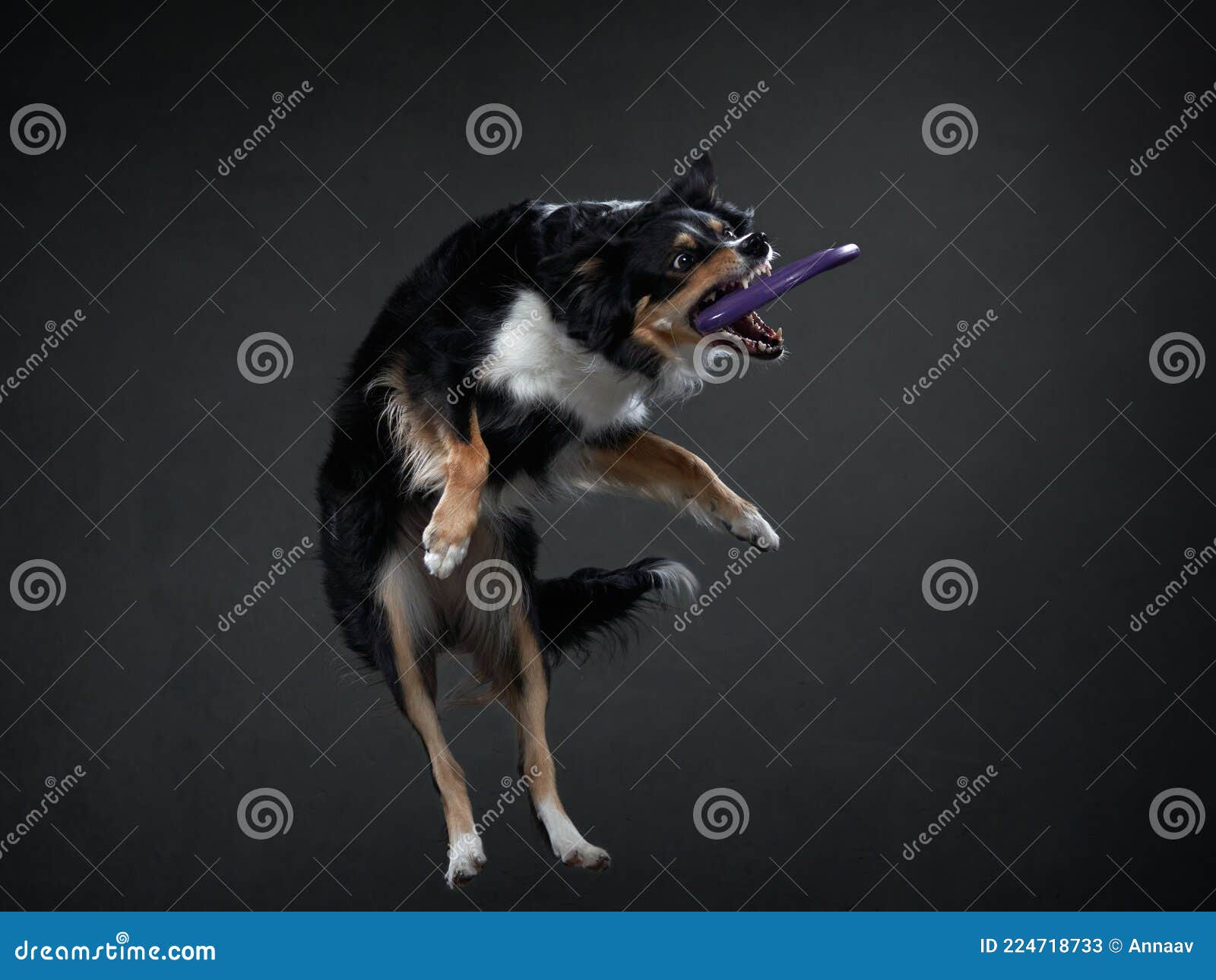Jumping Border Collie With Disc. The Movement Of The Dog In The Studio ...