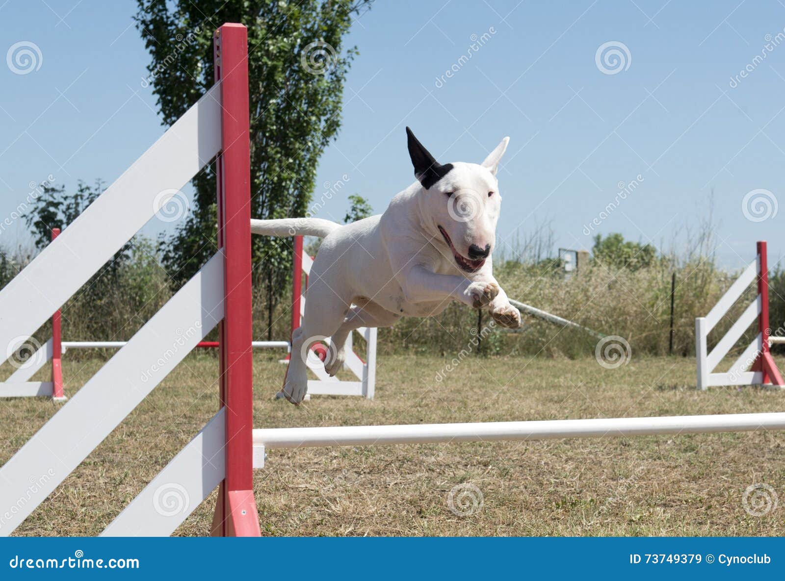 Jumping bull terrier stock image. Image of training, playing - 73749379