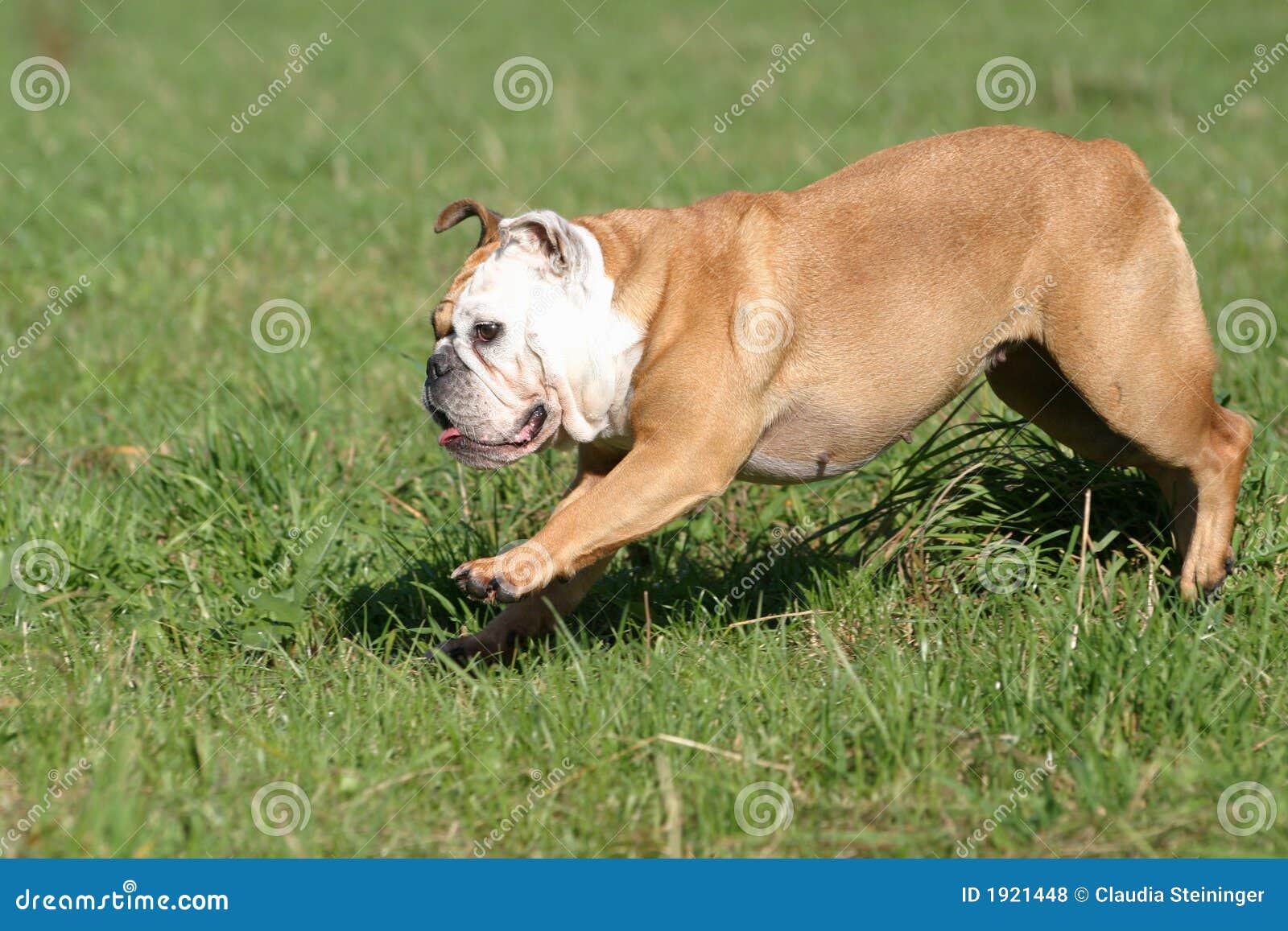 Jumping bulldog stock photo. Image of activity, agile - 1921448