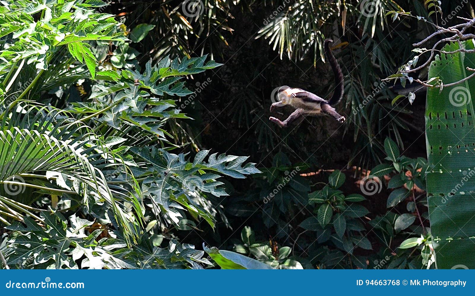 Jumping Capuchin Monkey stock photo. Image of capuchin - 94663768