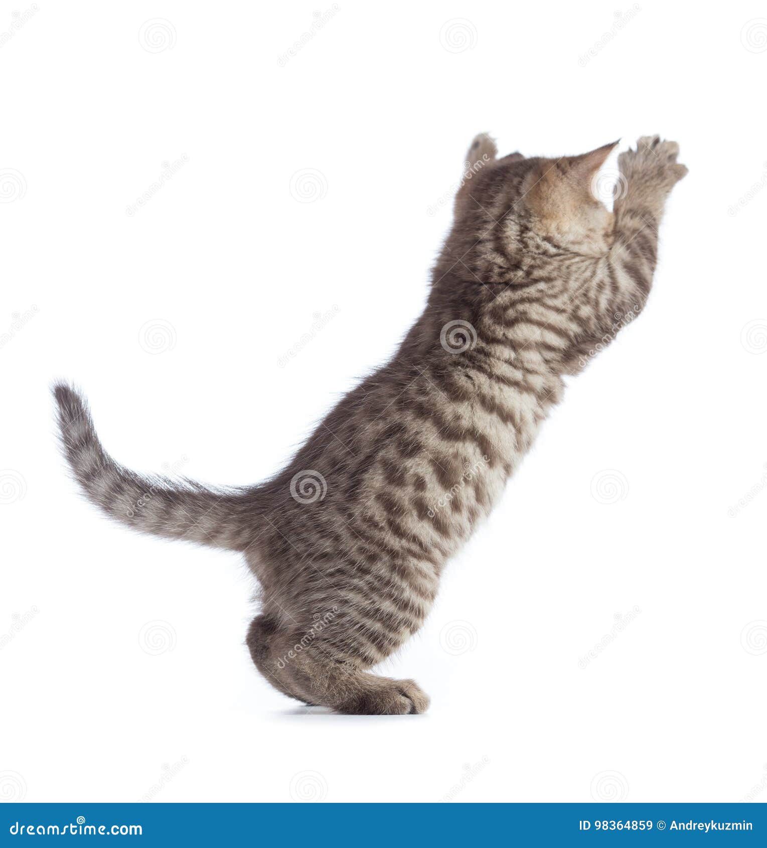 Jumping Cat Rear View Isolated Stock Image - Image of tabby, striped ...