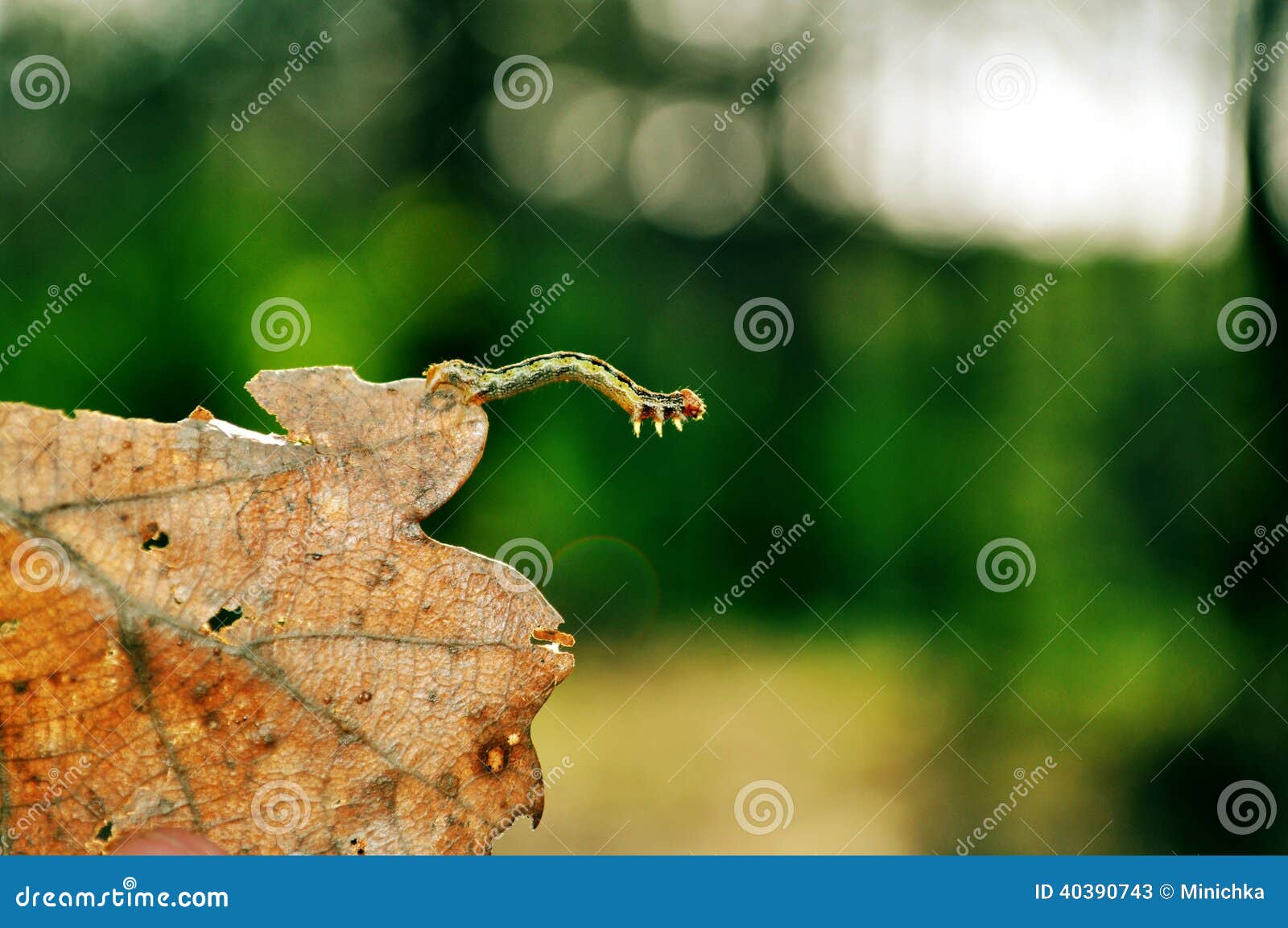 Jumping caterpillar stock image. Image of trees, white - 40390743