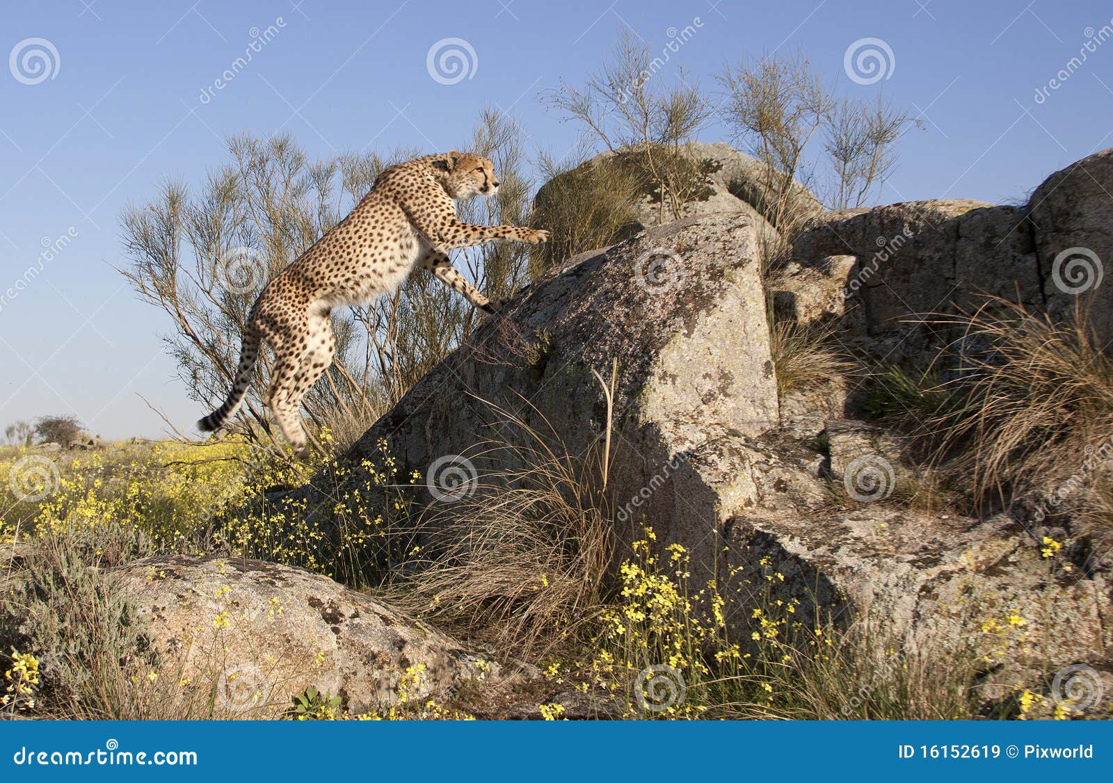 Jumping cheetah stock image. Image of fast, partner, sister - 16152619