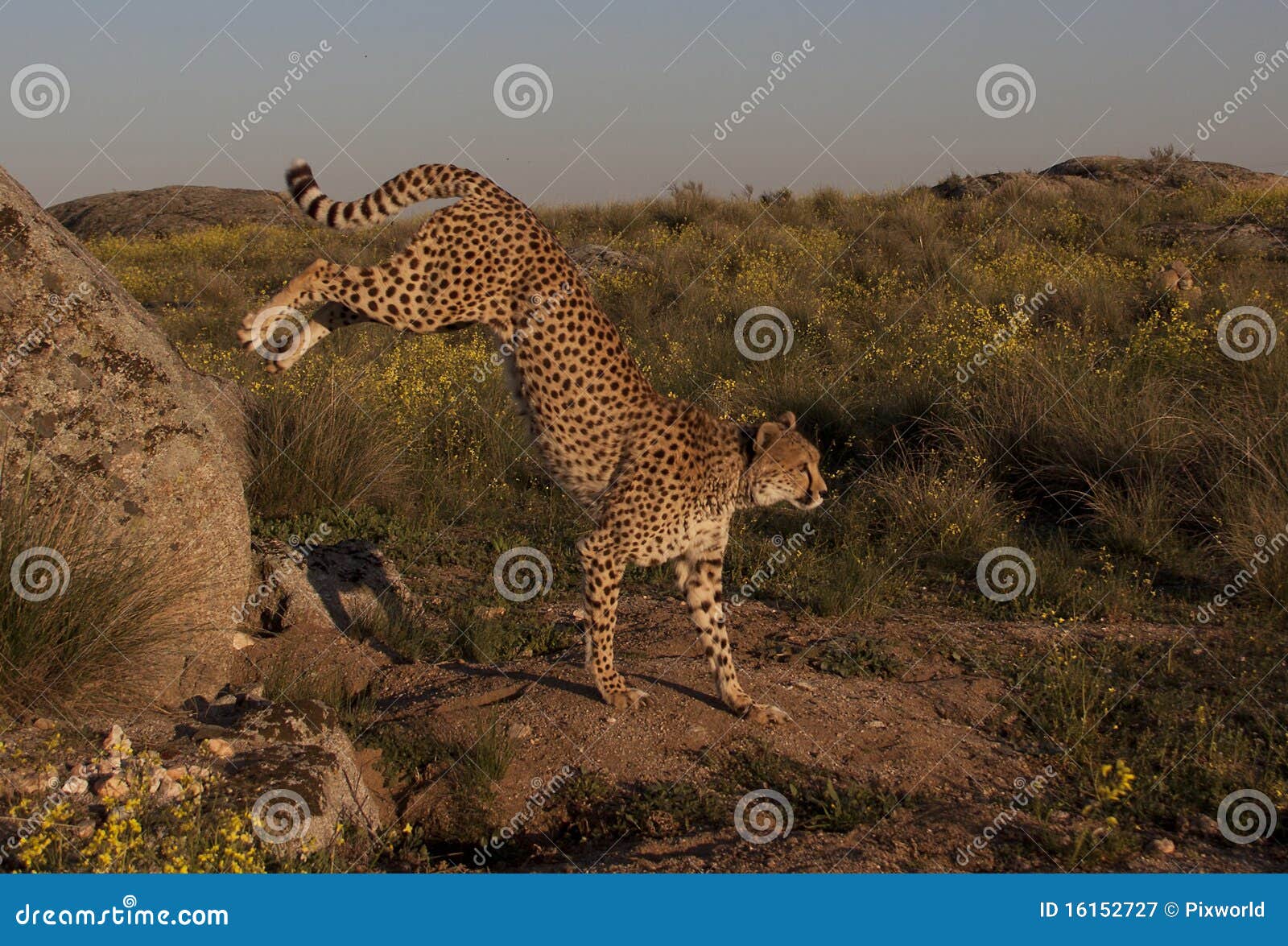Jumping cheetah stock image. Image of massai, holiday - 16152727