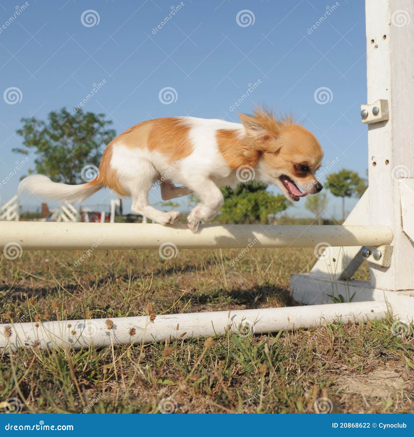 Jumping chihuahua stock photo. Image of field, tiny, jump - 20868622
