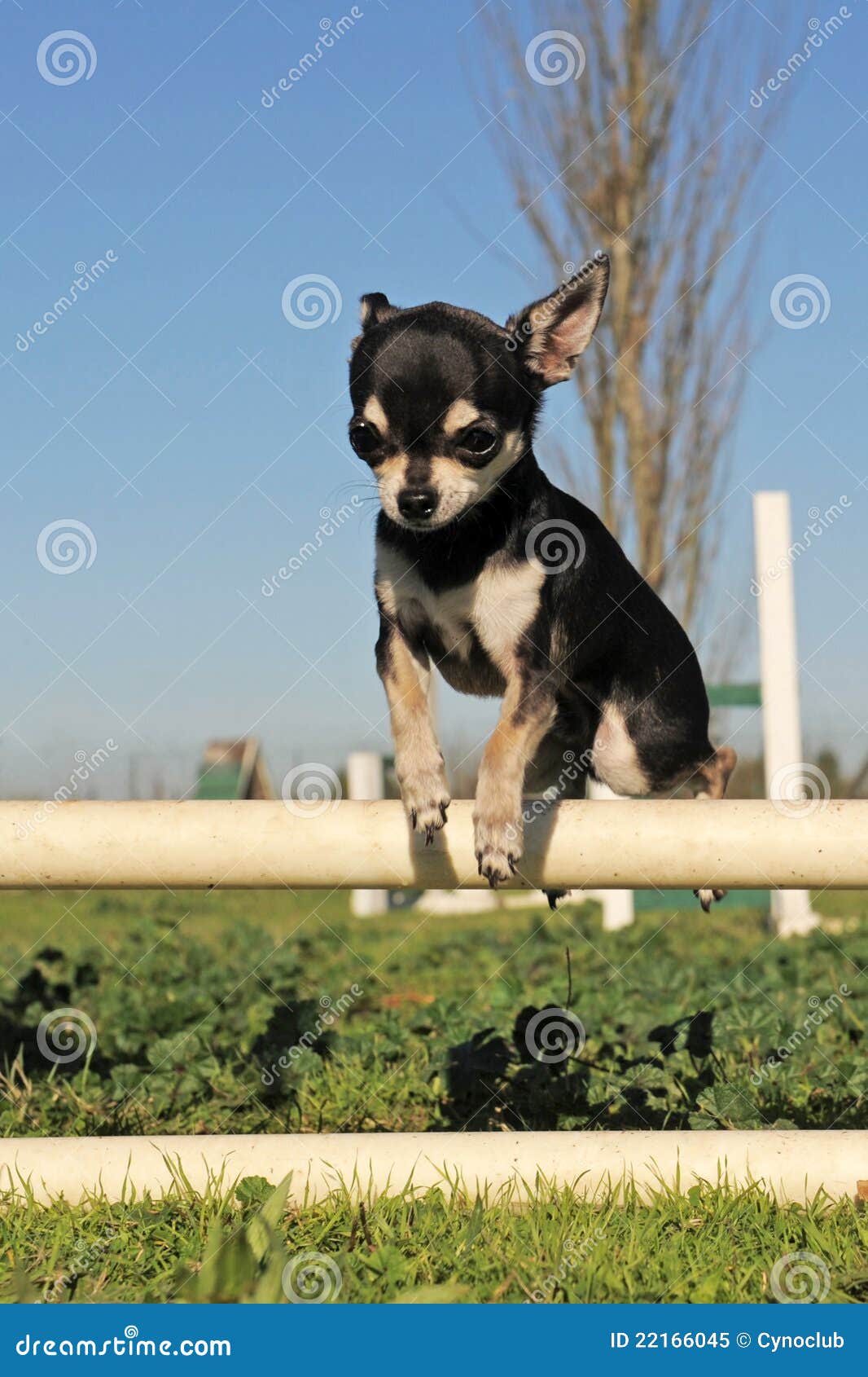 Jumping chihuahua stock image. Image of white, pedigree - 22166045