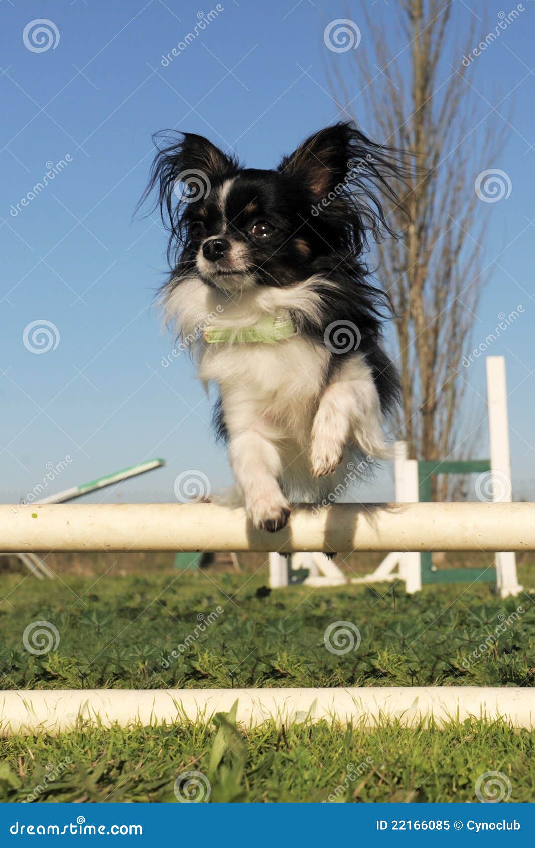 Jumping chihuahua stock image. Image of miniature, outdoors - 22166085