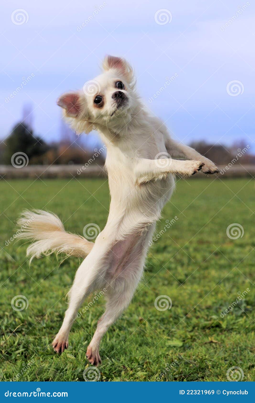 Jumping chihuahua stock image. Image of happy, movement - 22321969