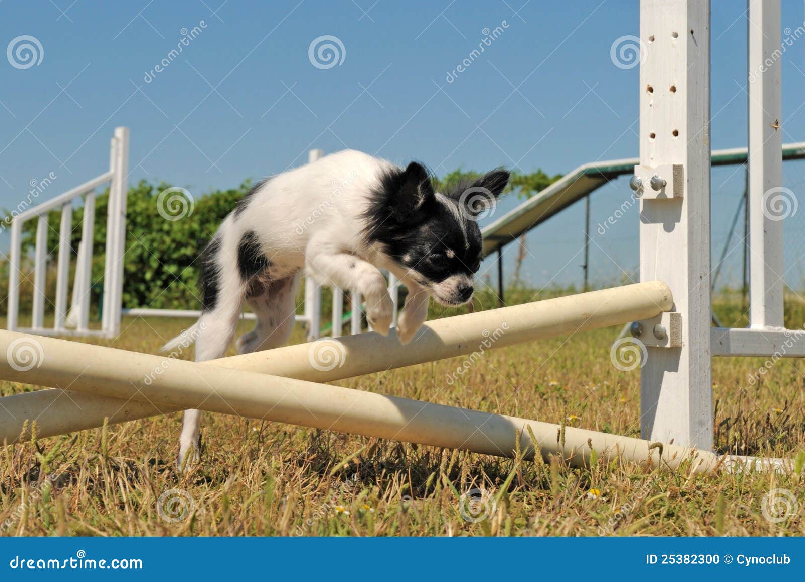 Jumping chihuahua stock photo. Image of cute, chihuahua - 25382300