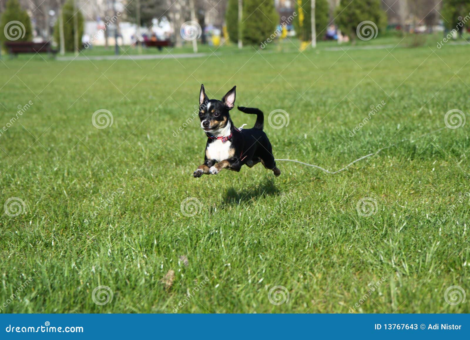 Jumping chihuahua dog stock image. Image of animal, sunny - 13767643 Jumping chihuahua dog stock image. Image of animal, sunny - 13767643