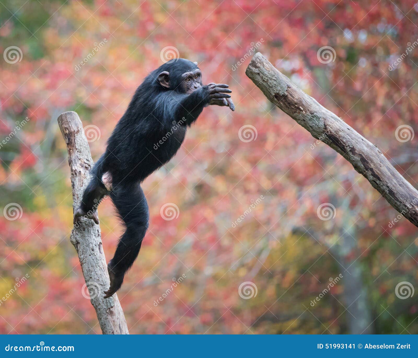 Jumping Chimp stock image. Image of primate, animal, massachusetts ...