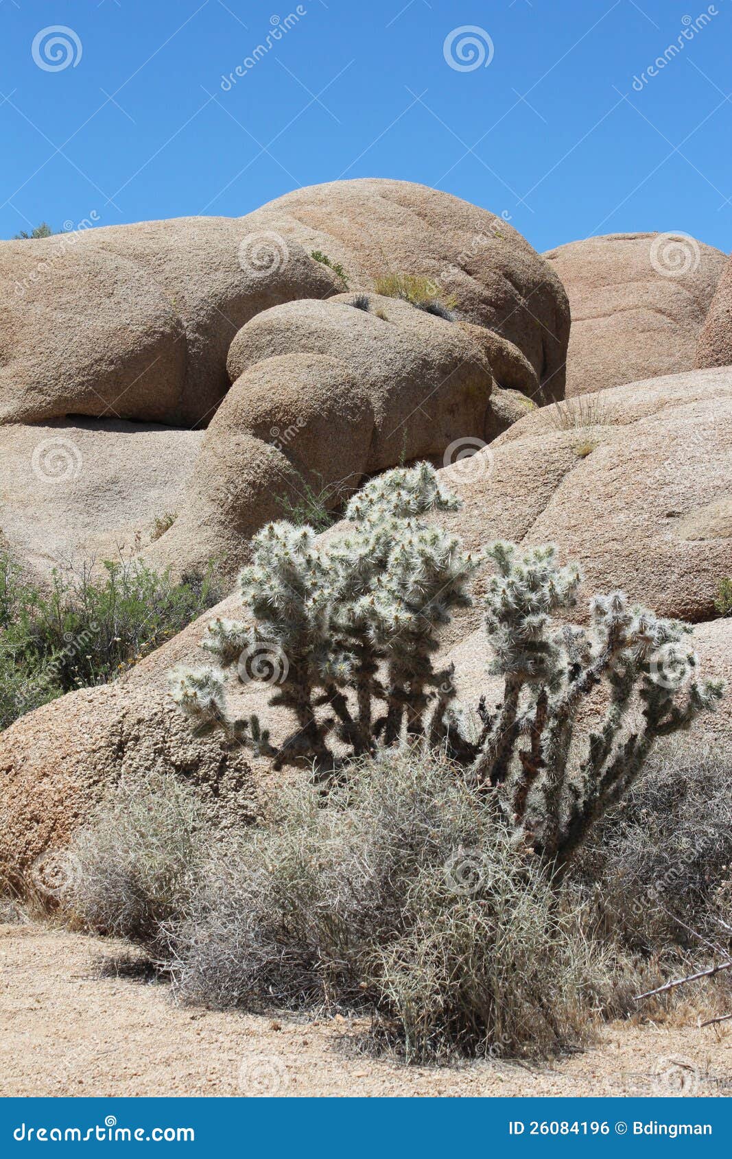 Jumping Cholla (Cylindropuntia Fulgida) Cactus Royalty-Free Stock Image ...