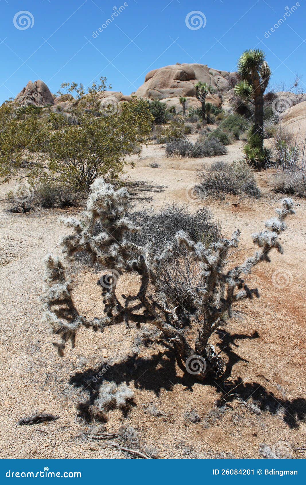 Jumping Cholla stock image. Image of preserve, mojave - 26084201