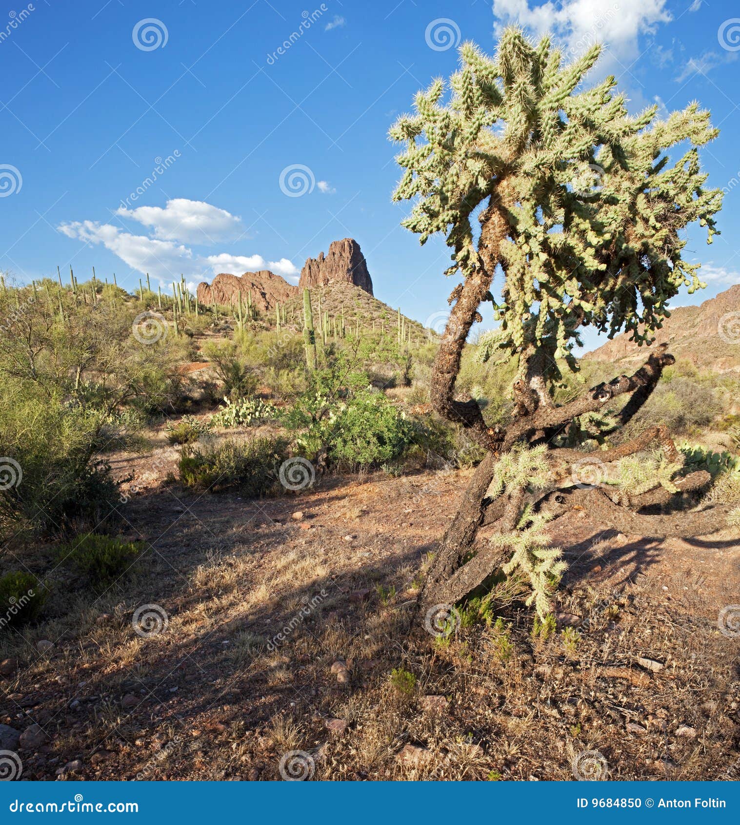 Jumping Cholla stock photo. Image of desert, southwest - 9684850