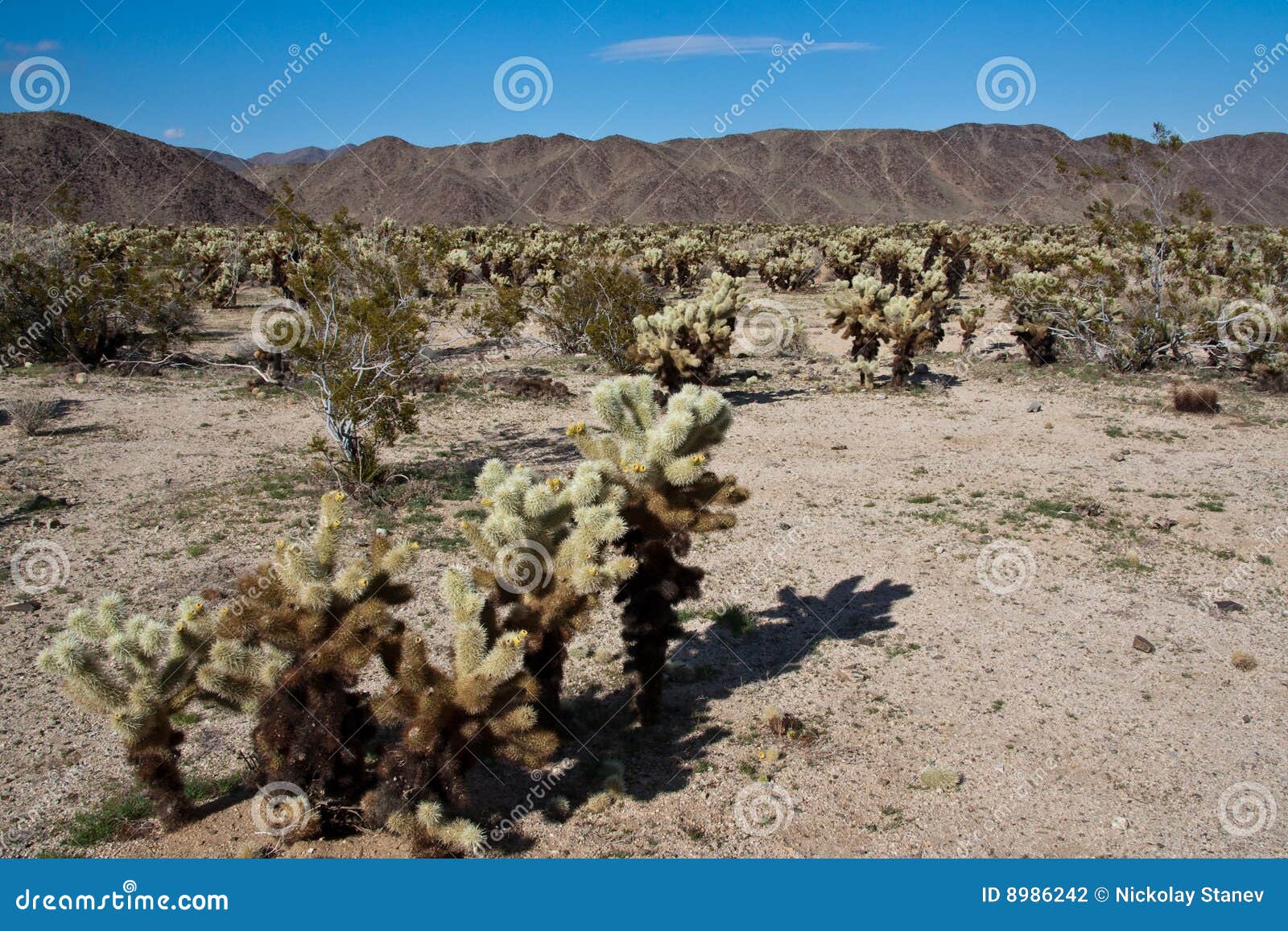 Jumping Cholla Cactus Field Stock Photo - Image of spine, landscape ...