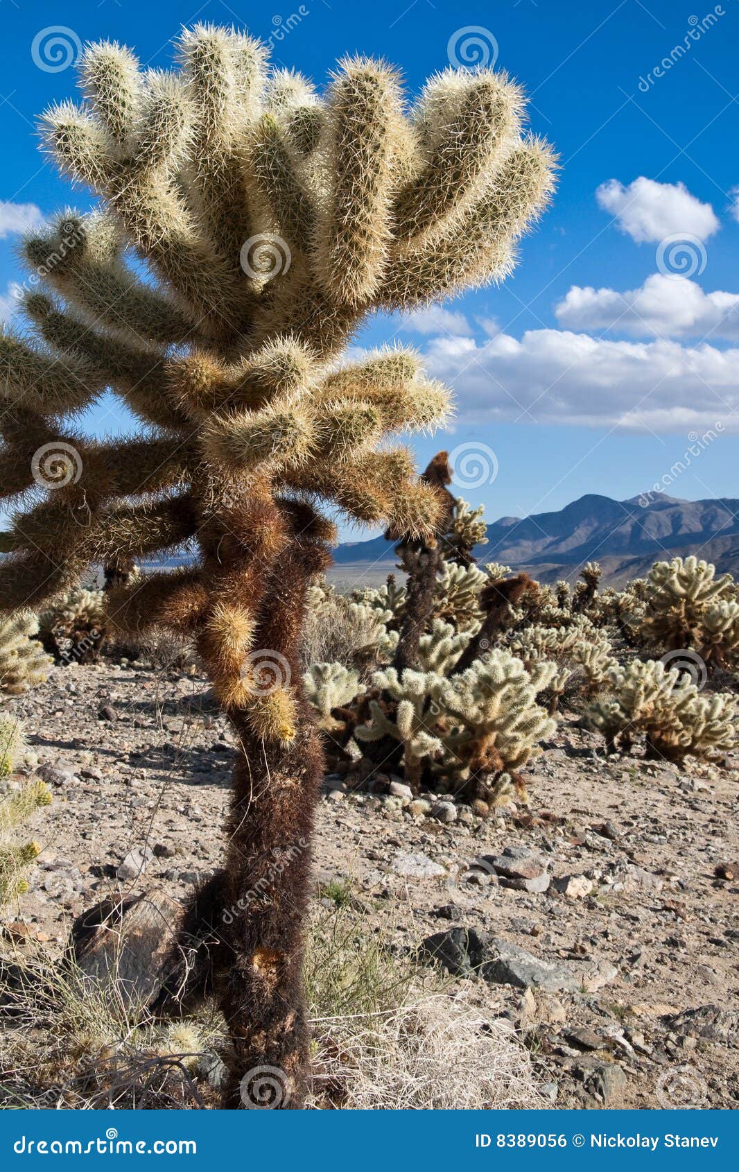 Jumping Cholla Cactus