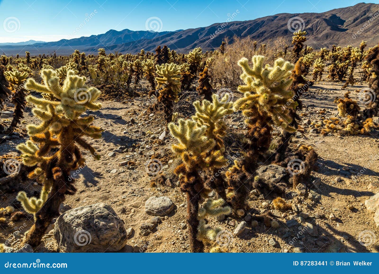 Jumping Cholla Cactus stock image. Image of hanging, cholla - 87283441
