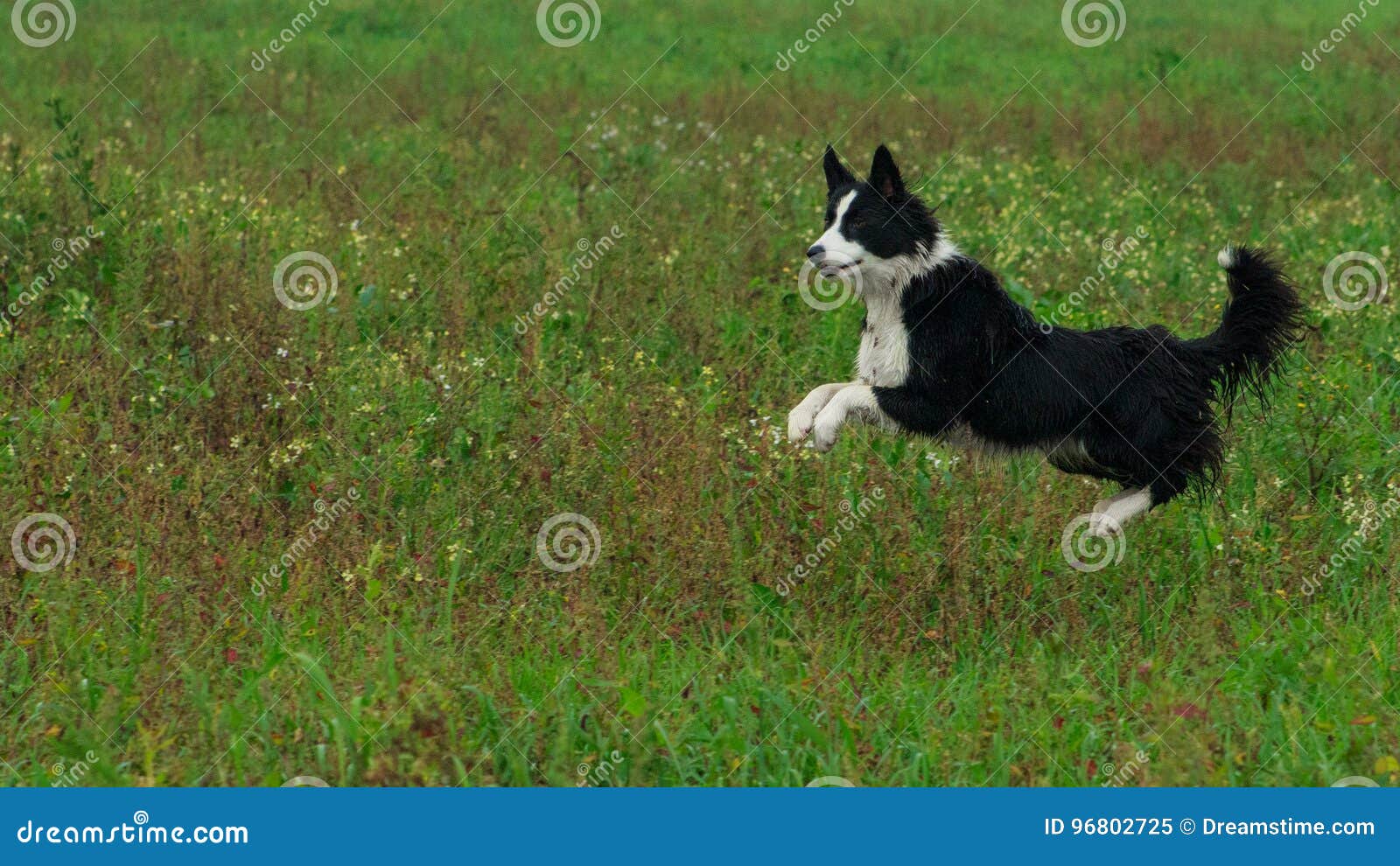 Jumping collie stock image. Image of bordercollie, hapiness - 96802725