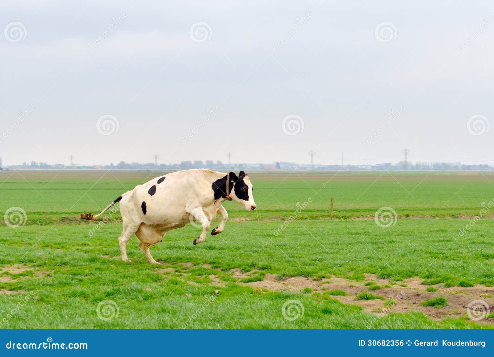 Jumping cow stock photo. Image of bull, excitement, color - 30682356