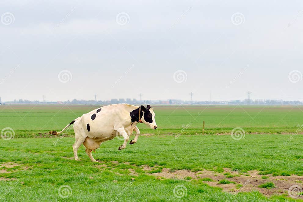 Jumping cow stock photo. Image of bull, excitement, color - 30682356