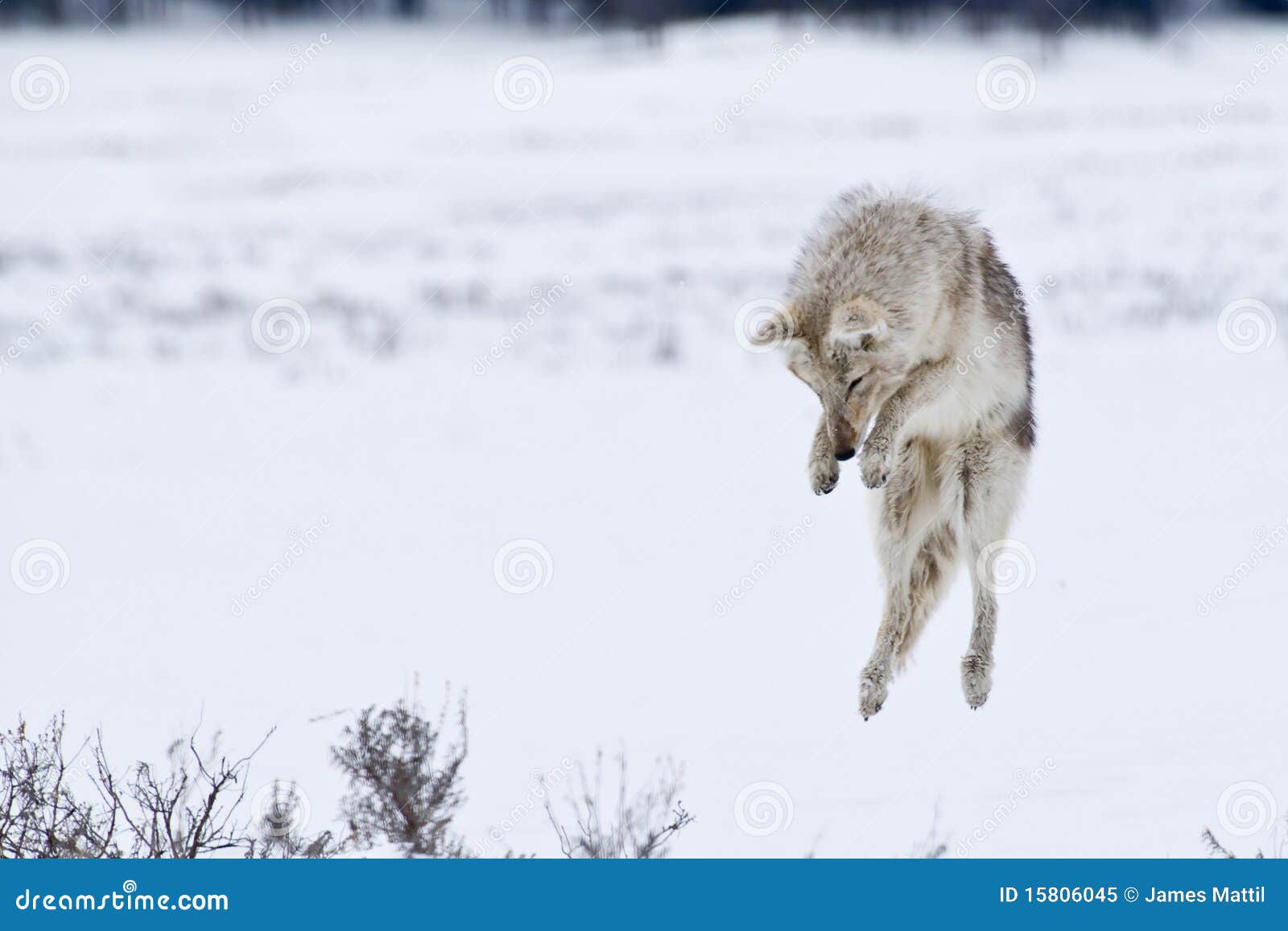 Jumping Coyote stock image. Image of leaping, meadow - 15806045