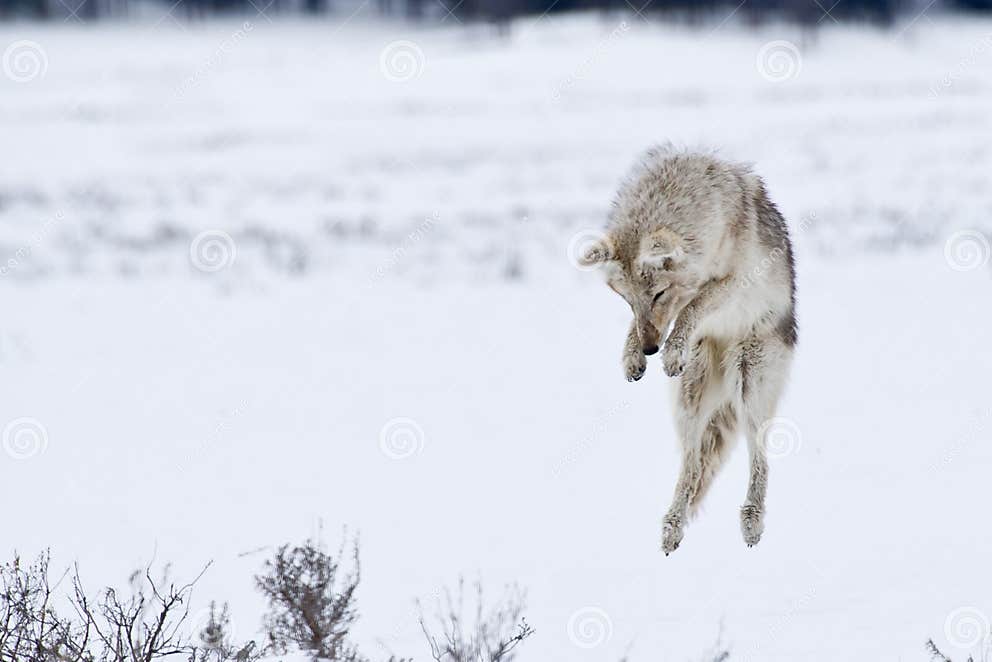 Jumping Coyote stock image. Image of leaping, meadow - 15806045