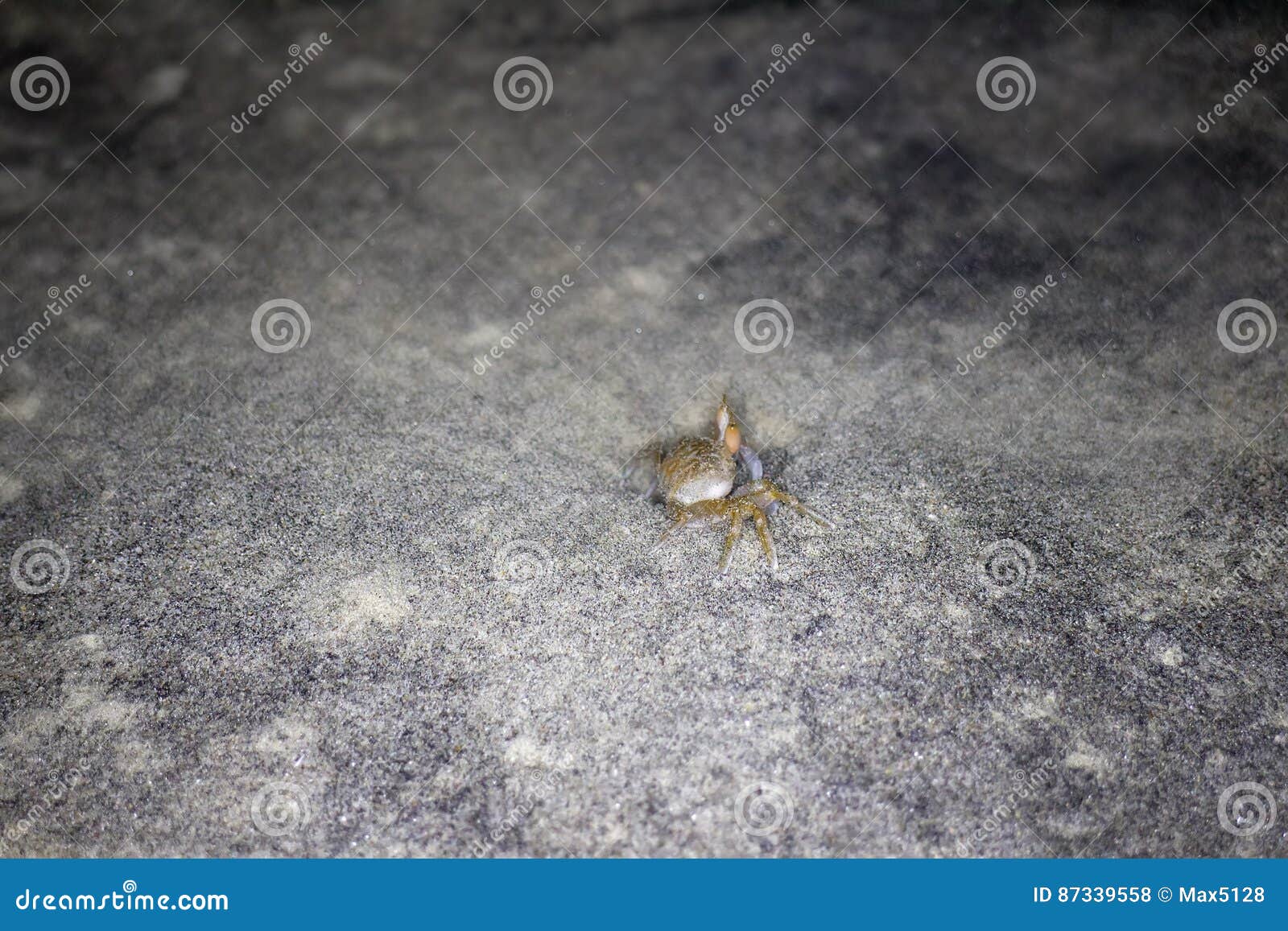 Jumping Crabs on Shore Indian Ocean. Kerala Stock Photo - Image of closeup, plage: 87339558