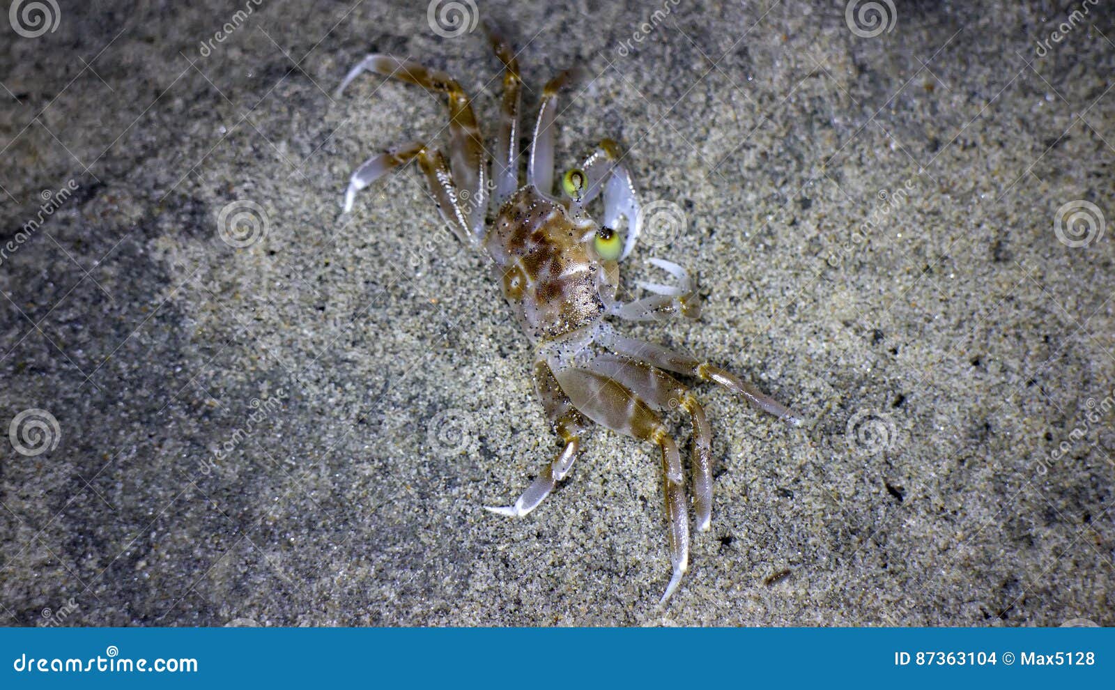 Jumping Crabs on Shore Indian Ocean. Kerala Stock Photo - Image of ...