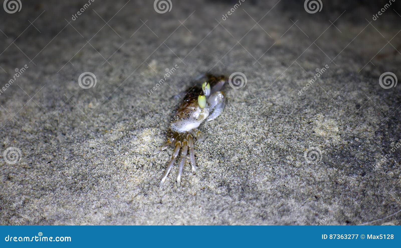 Jumping Crabs on Shore Indian Ocean. Kerala Stock Image - Image of ...