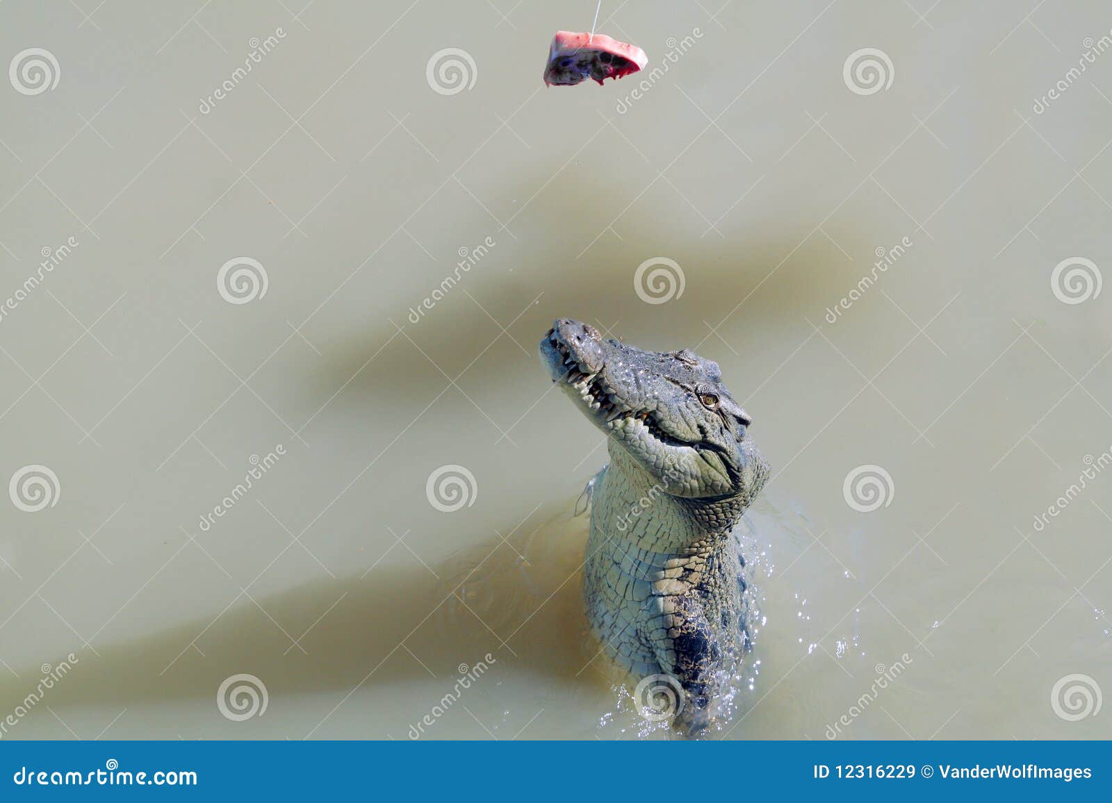 Jumping croc stock image. Image of animal, darwin, meat - 12316229