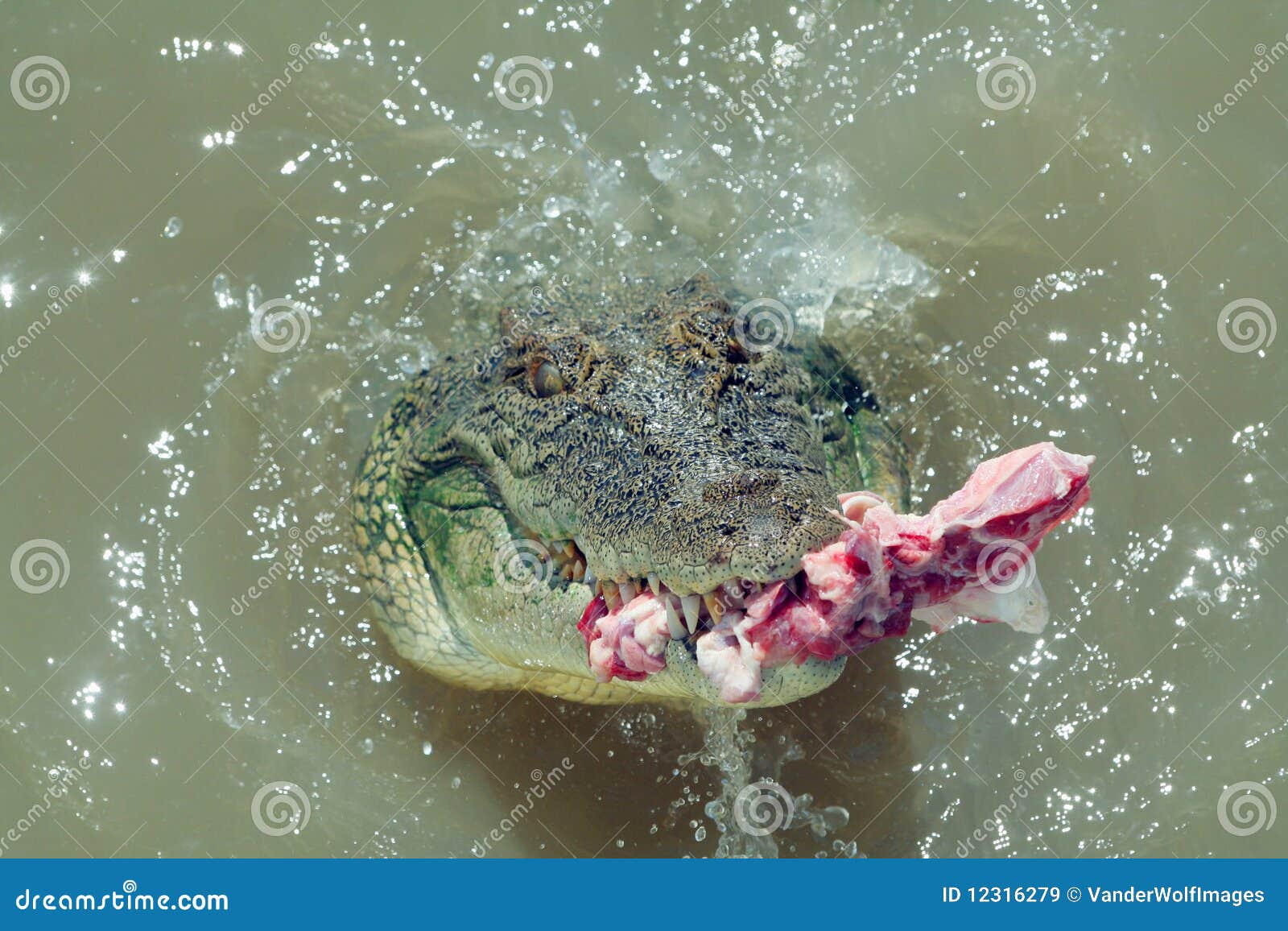 Jumping croc stock image. Image of alligator, swamp, hunt - 12316279