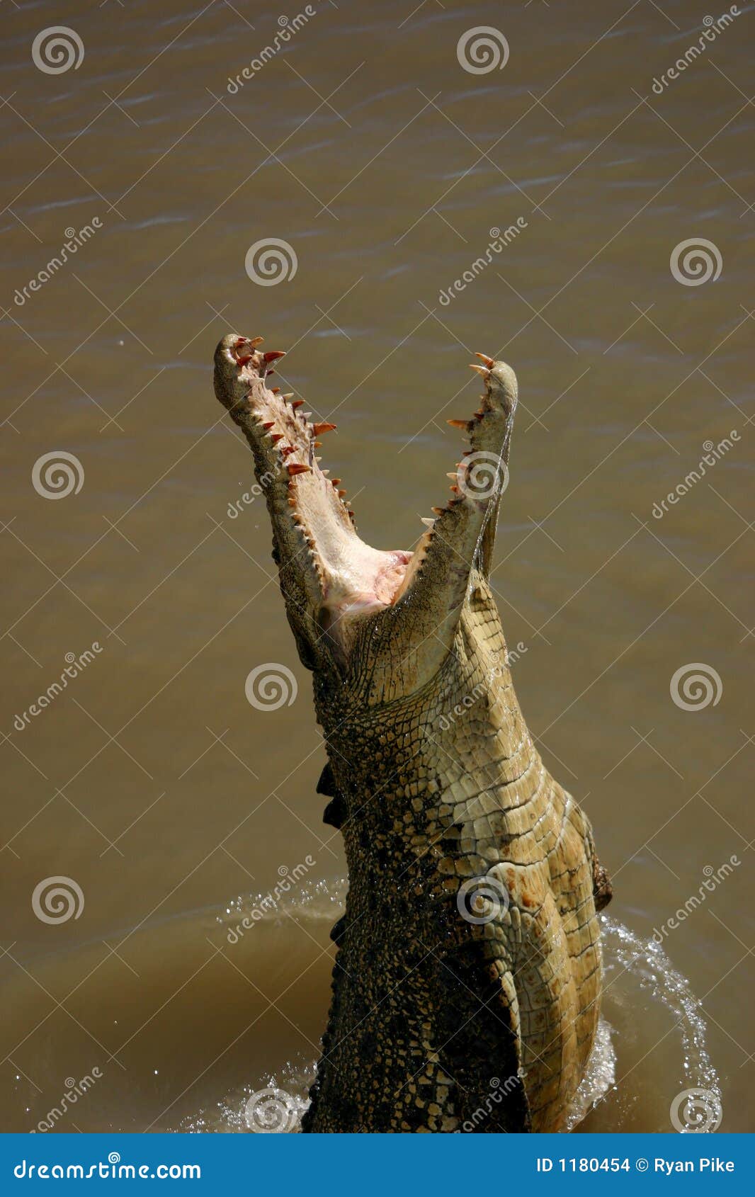 Jumping crocodile stock photo. Image of lizard, teeth - 1180454
