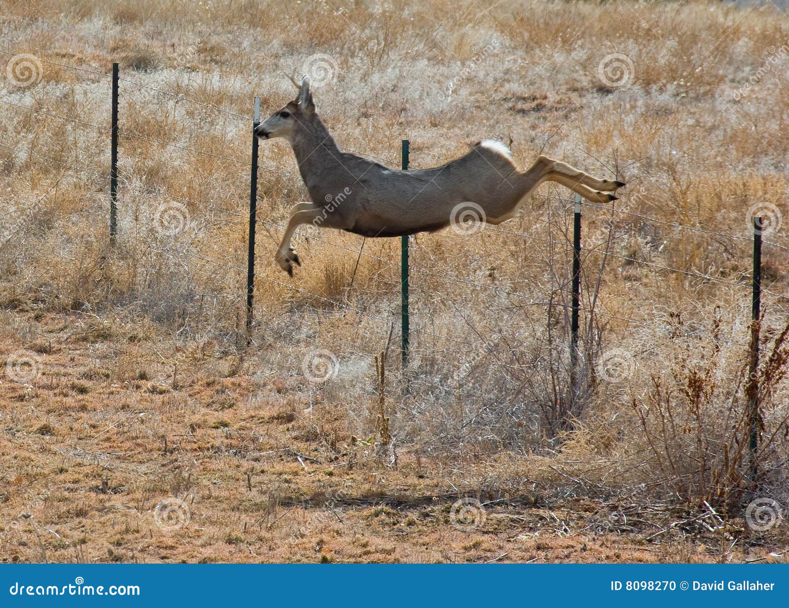 Jumping Deer stock photo. Image of deer, jump, motion - 8098270