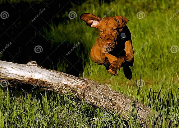 Jumping dog stock image. Image of animals, face, beautiful - 11232509
