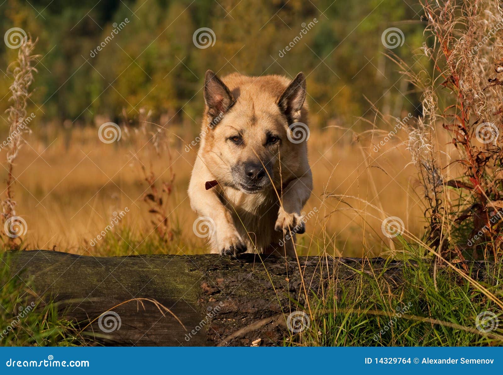 Jumping Dog stock photo. Image of field, cute, obedience - 14329764