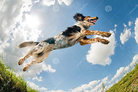 Jumping dog stock image. Image of athletic, mammal, excited - 15187219
