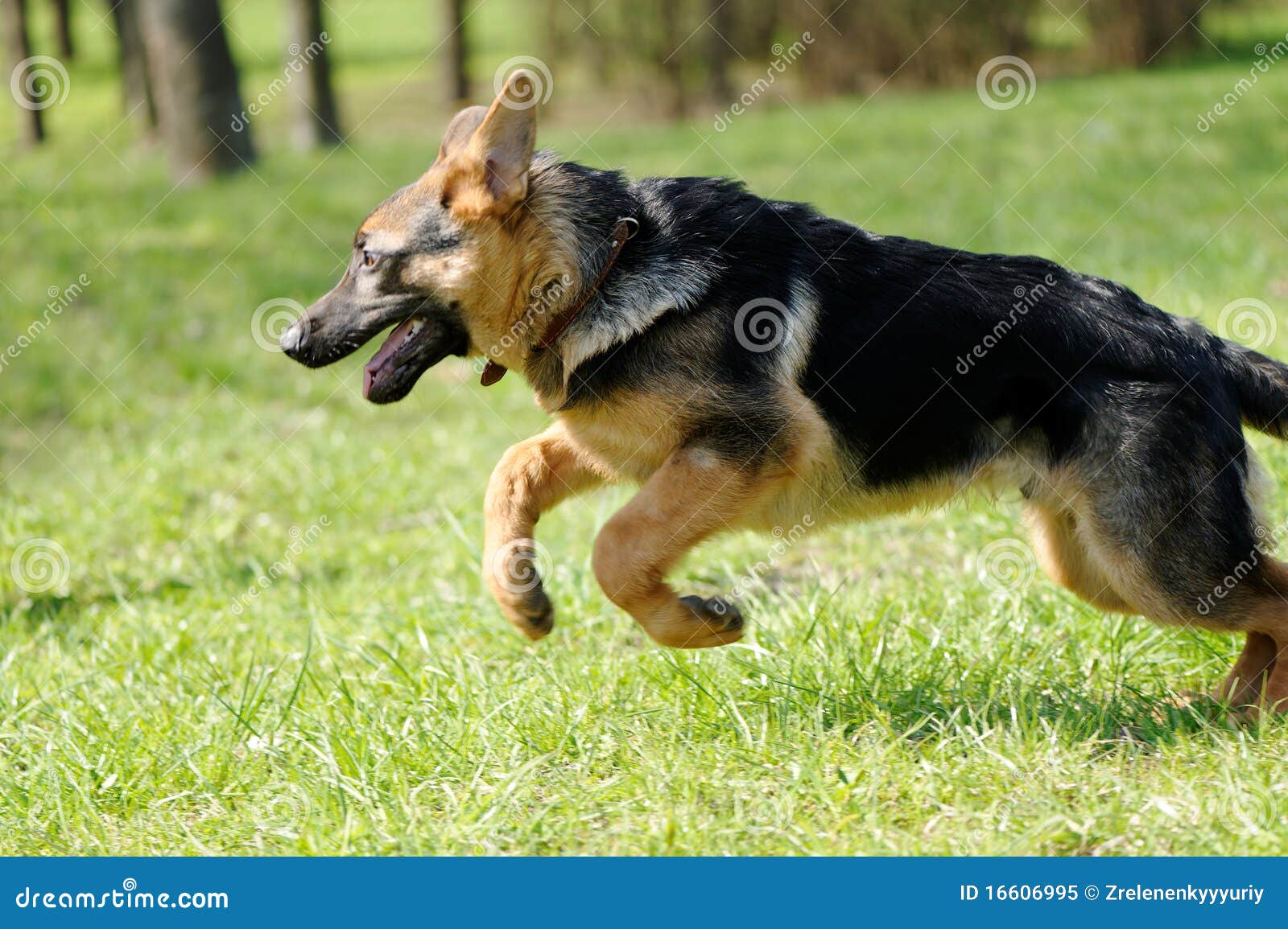 Jumping dog stock image. Image of agitated, cute, body - 16606995