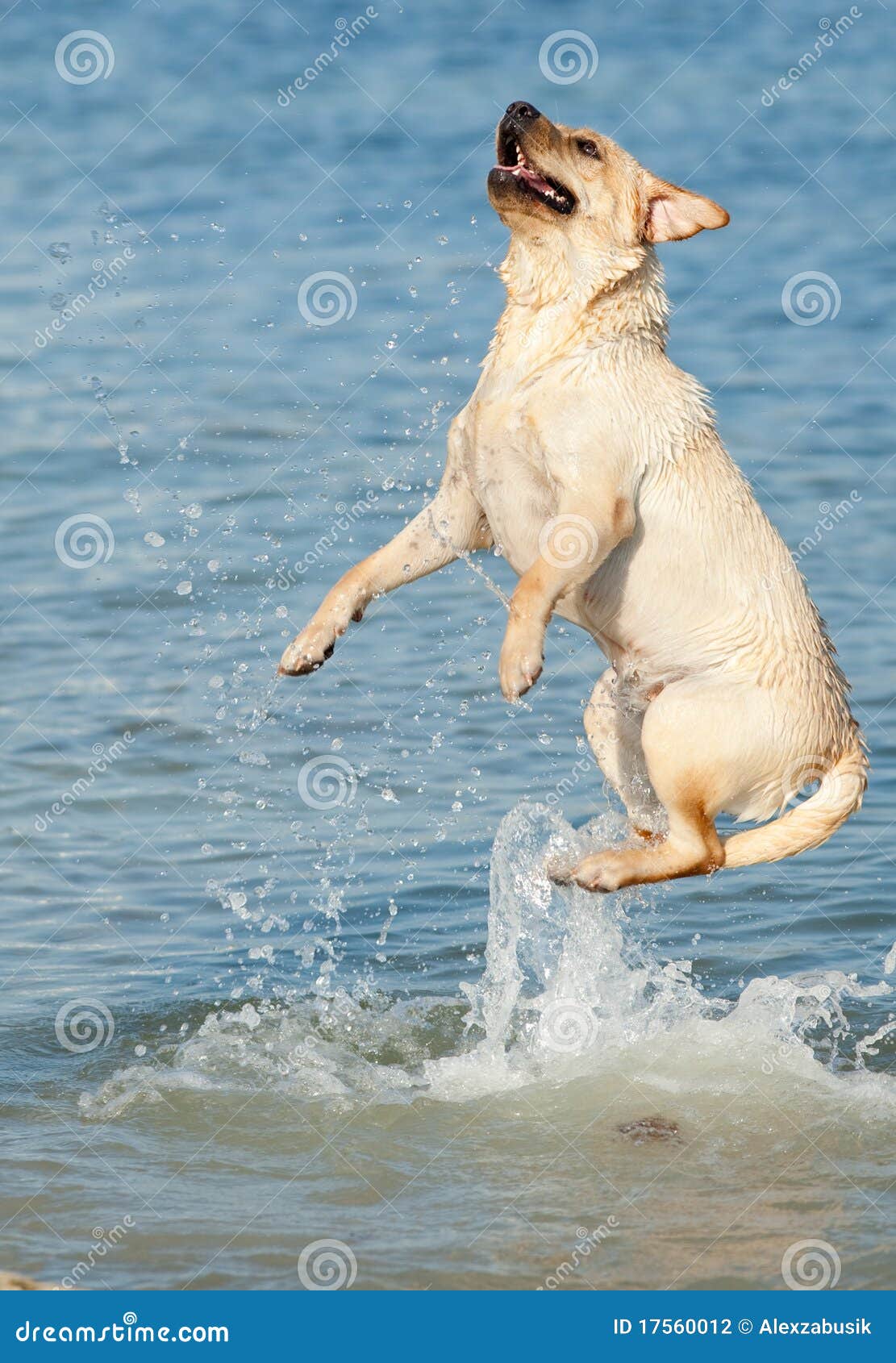 Jumping dog stock photo. Image of male, outdoors, pedigreed - 17560012