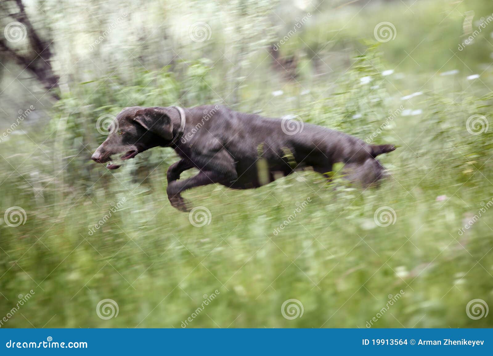 Jumping dog stock photo. Image of horizontal, hound, jump - 19913564
